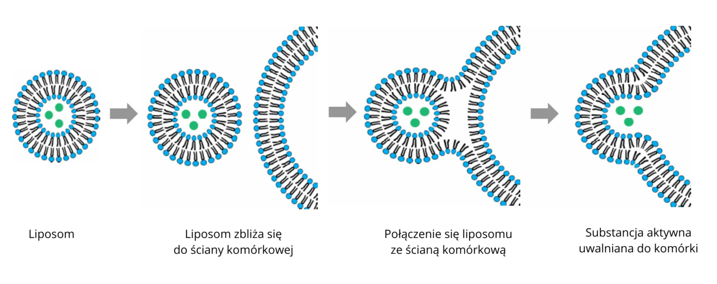 Na czym polega przewaga suplementów liposomalnych nad tradycyjnymi ...